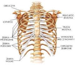 Budowa kości (art by Skalar.) | Kulturystyka.pl